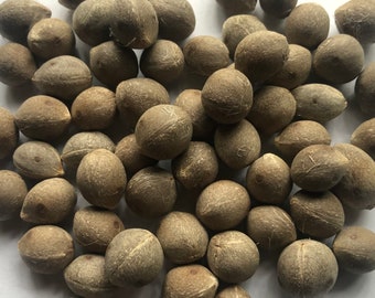 10 Pindo Palm Seedling Starts Butia Capitata - Etsy