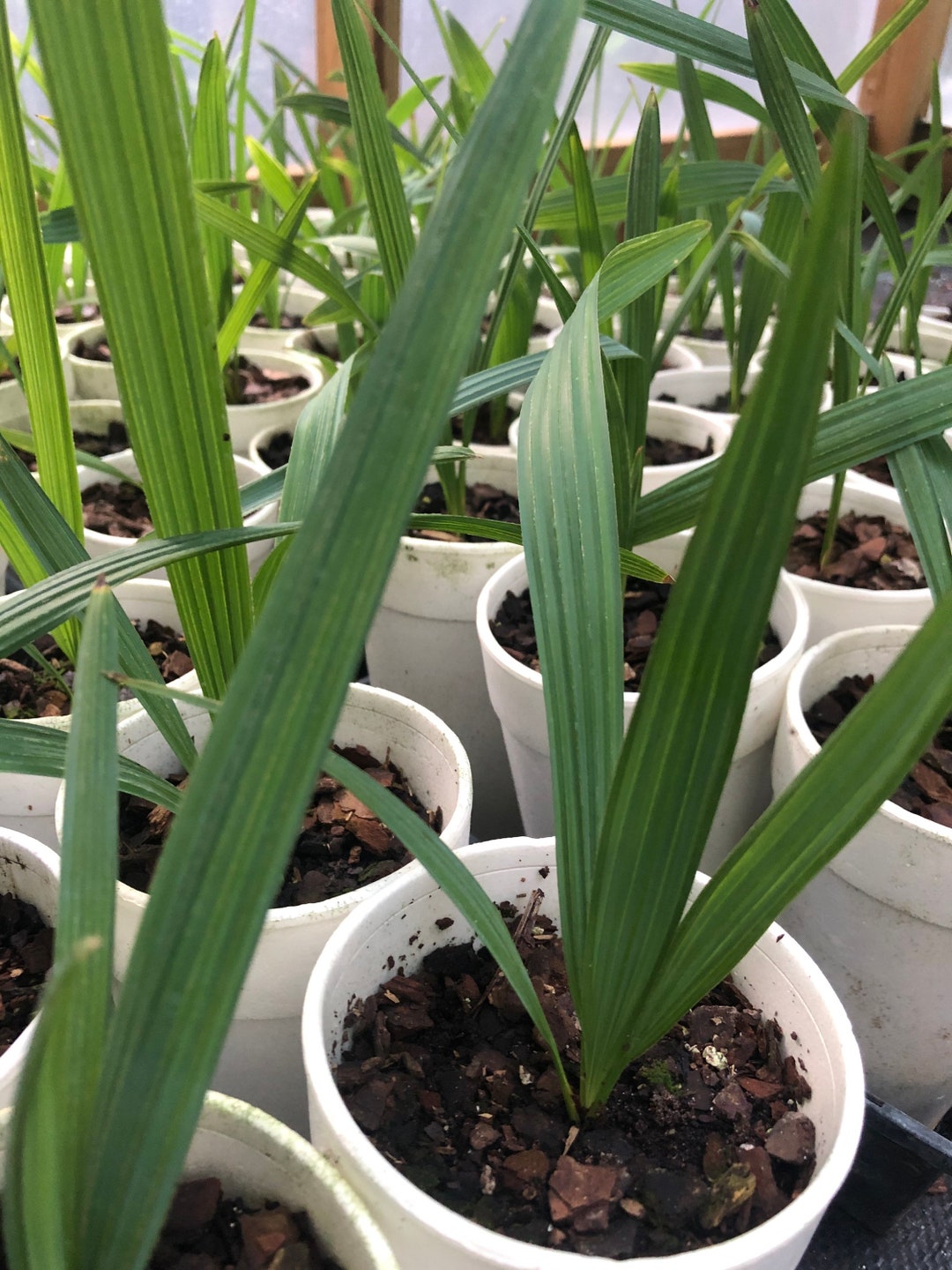 8” to 10” Sabal Minor Palm, Dwarf Palmetto - Etsy