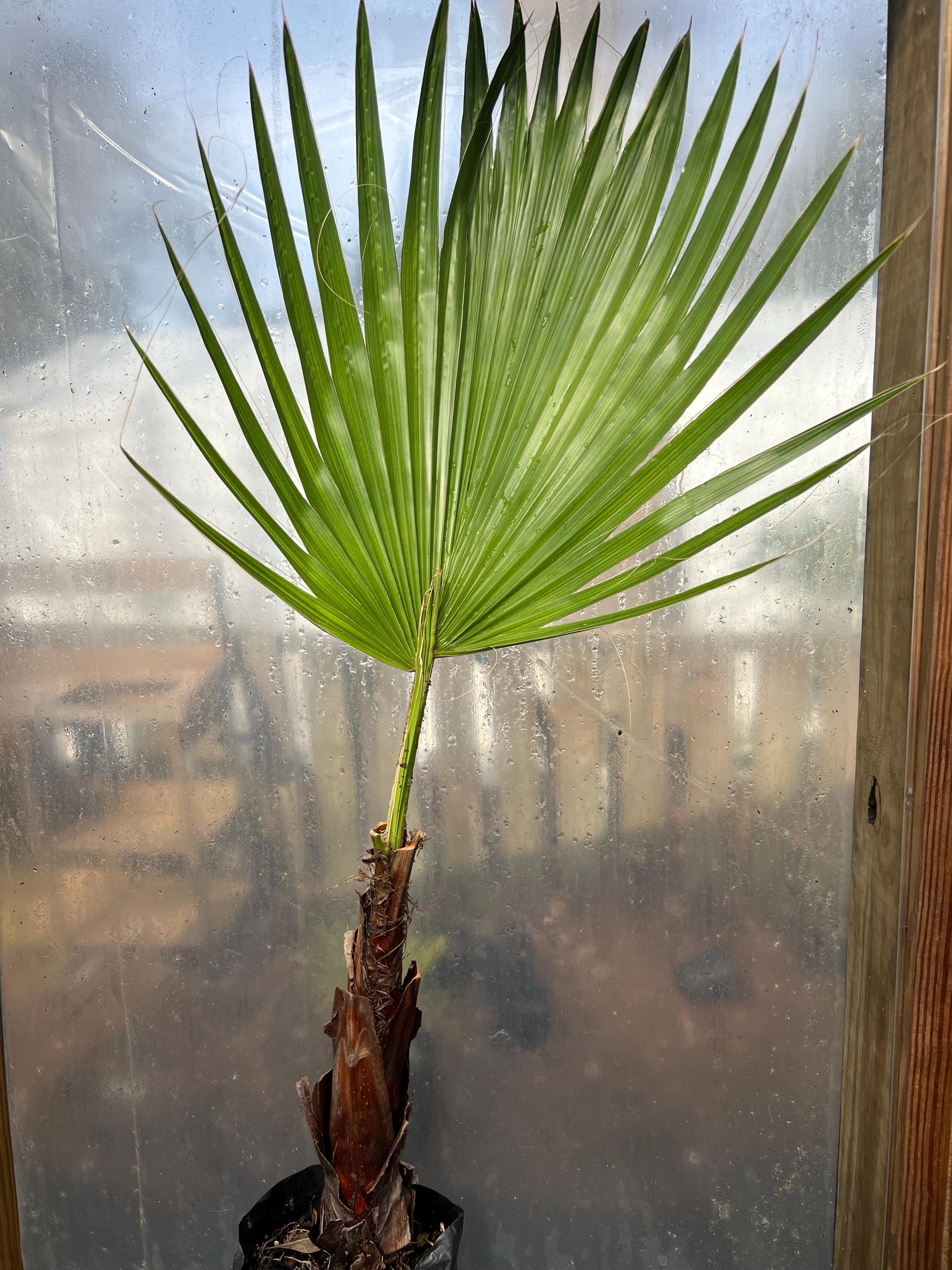 28” to 30” Mexican Fan Palm Washingtonia Robusta - Etsy