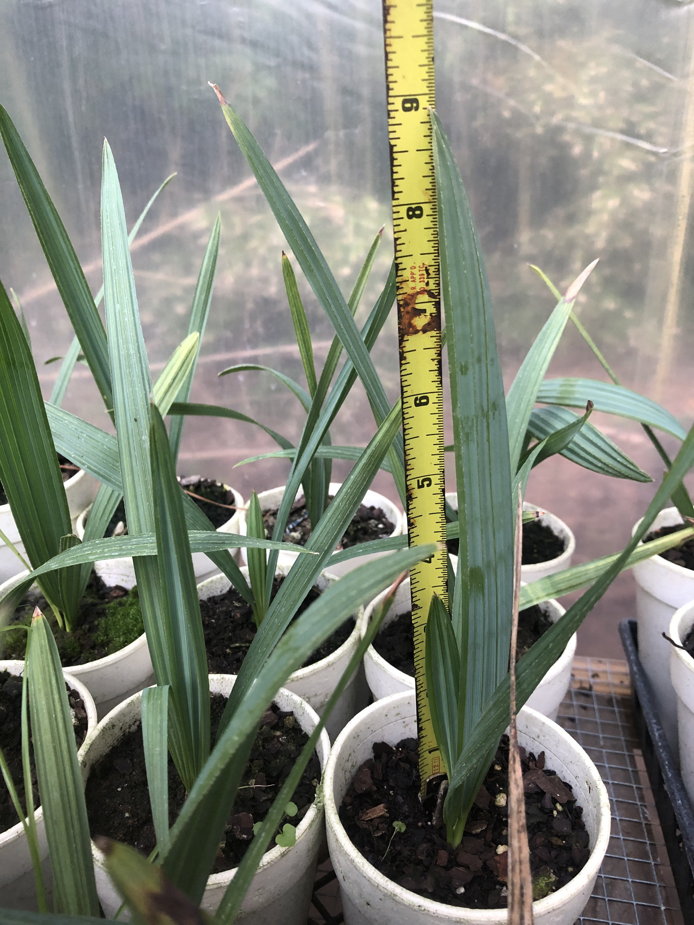 8” to 10” Sabal Minor Palm, Dwarf Palmetto - Etsy