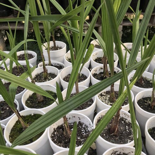 10 Pindo Palm Seedling Starts Butia Capitata - Etsy