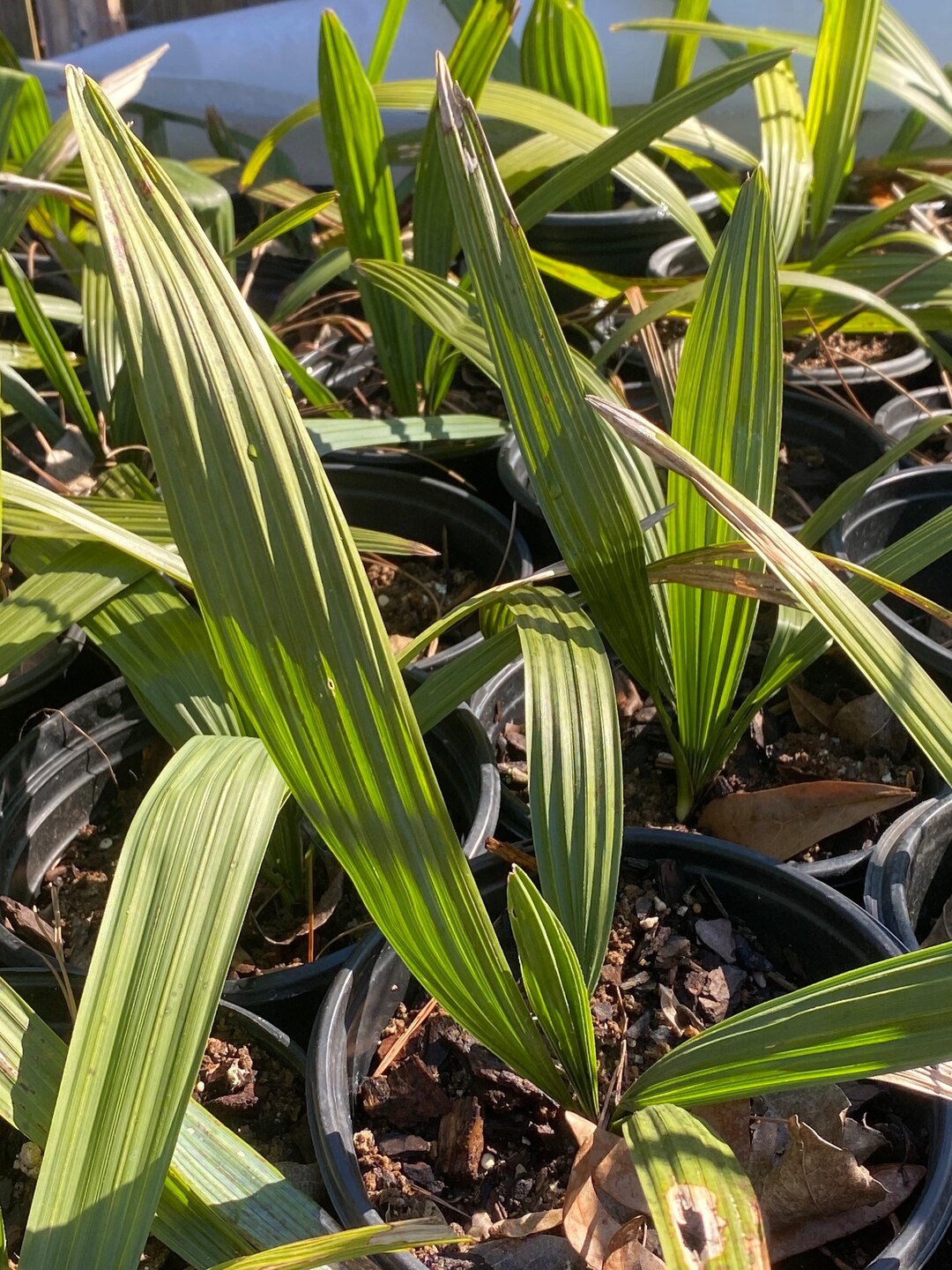 10” to 12” Sabal Minor Palm, Dwarf Palmetto - Etsy