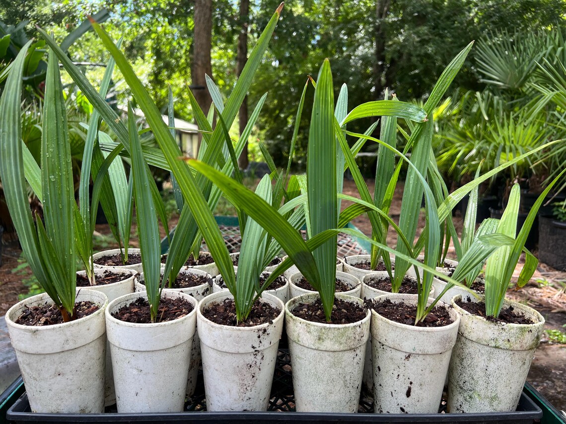 10” to 12” Sabal Minor Palm, Dwarf Palmetto - Etsy