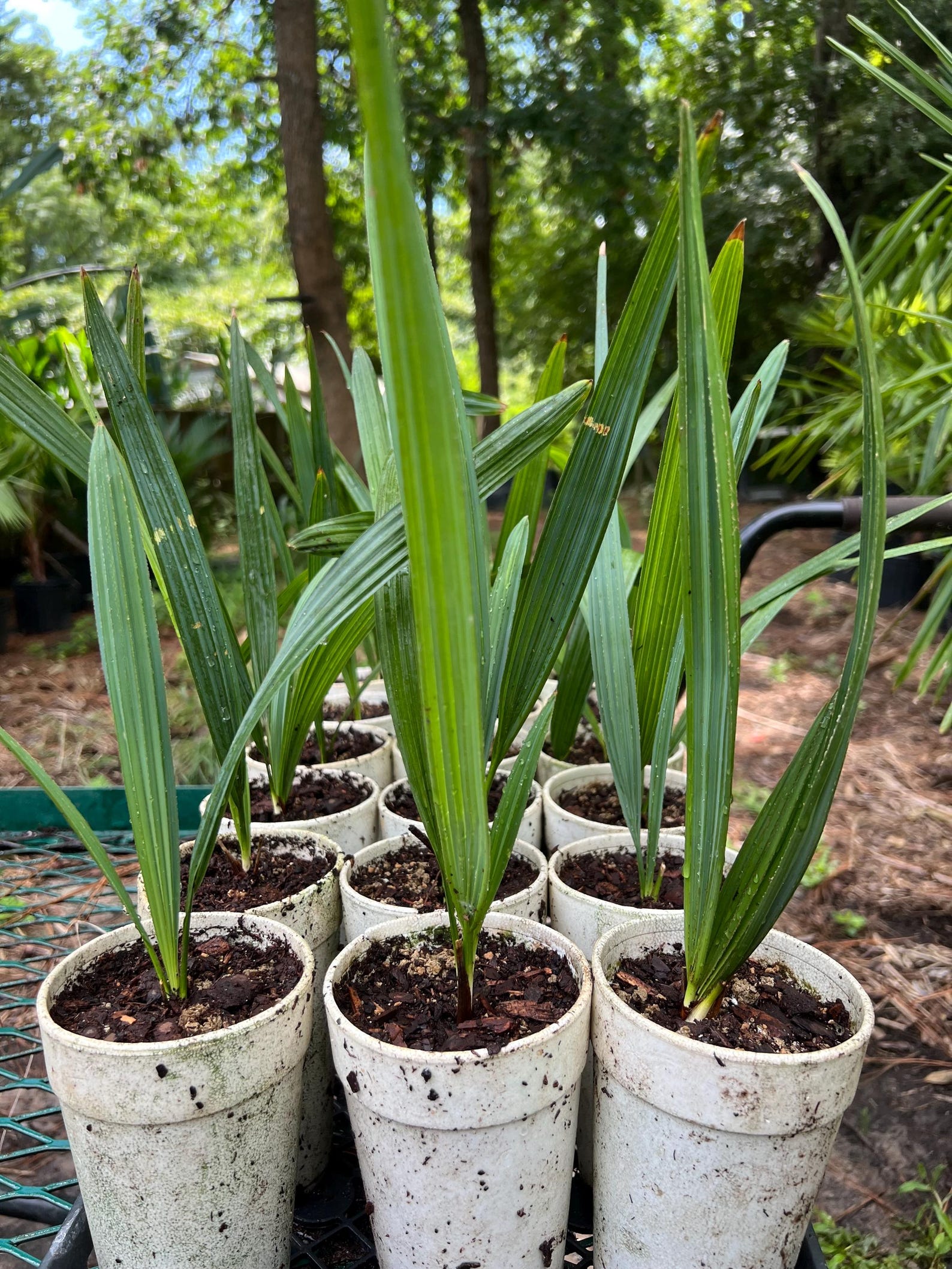 10” to 12” Sabal Minor Palm, Dwarf Palmetto - Etsy