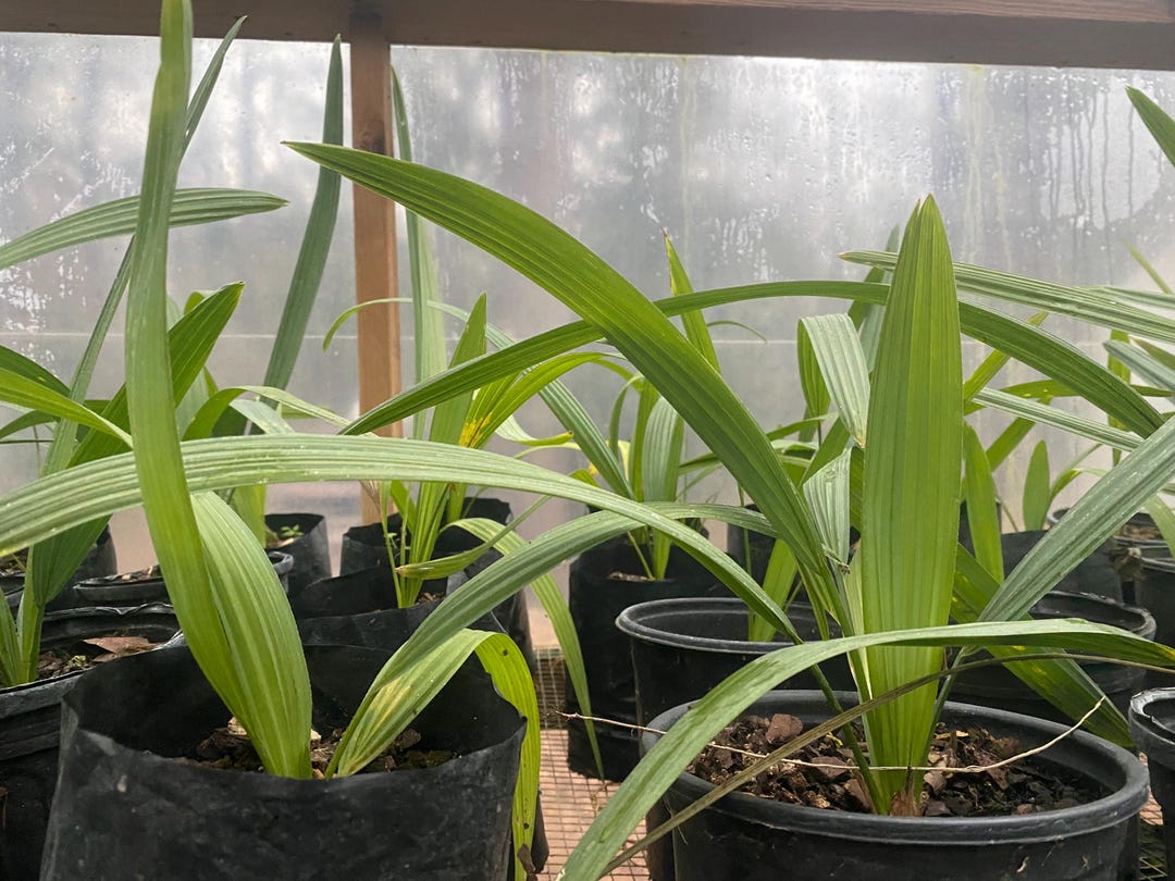 12” to 14” Sabal Mexicana Palm, Texas Palmetto, Mexican Palmetto - Etsy