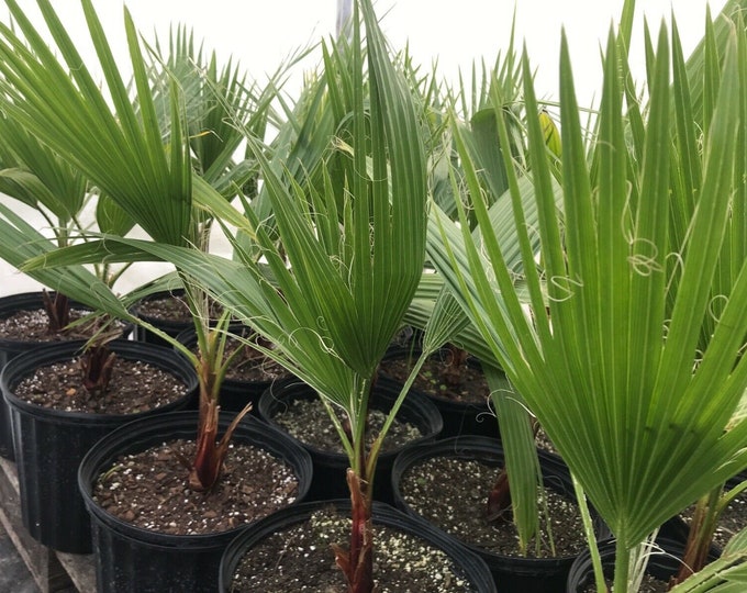 10 Pindo Palm Seedling Starts Butia Capitata - Etsy