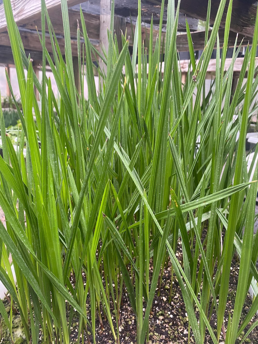 Lot of 5: 12” to 14” Pindo Palm Seedlings Butia Capitata - Etsy