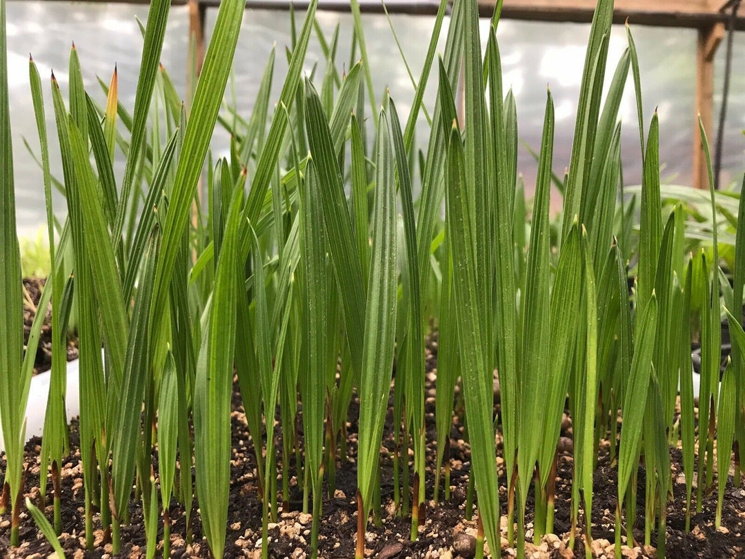 10 Pindo Palm Seedling Starts Butia Capitata - Etsy