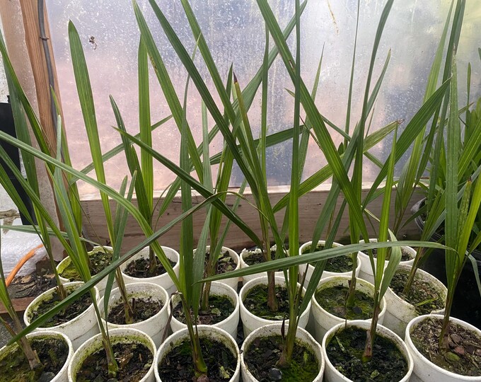 10 Pindo Palm Seedling Starts Butia Capitata - Etsy