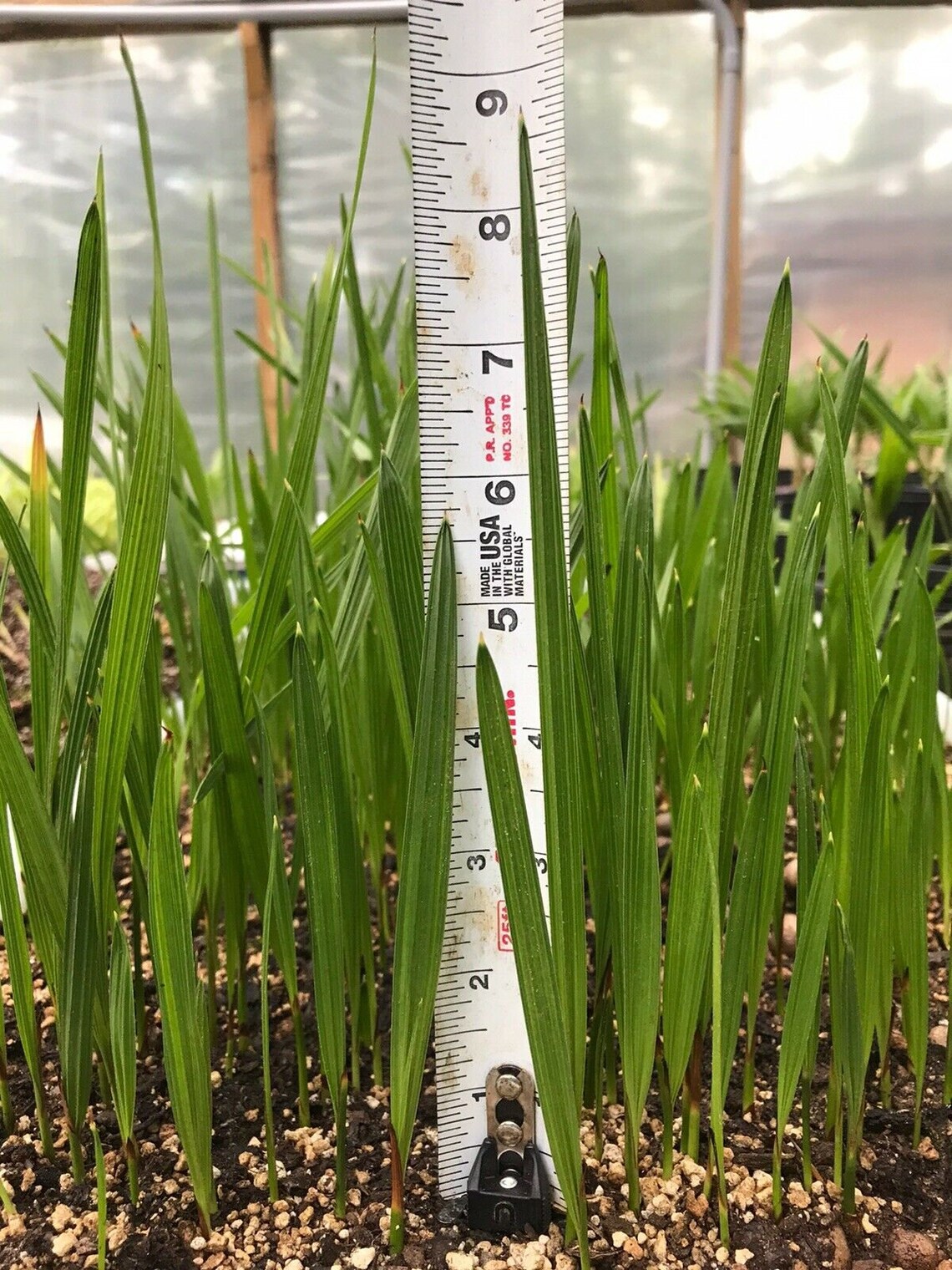 10 Pindo Palm Seedling Starts Butia Capitata - Etsy