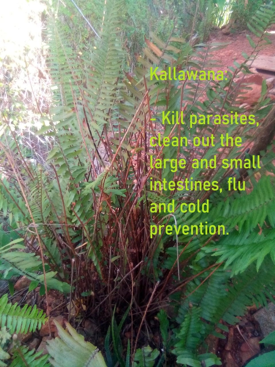 Kalawalla/phlebodium Aureum - Etsy