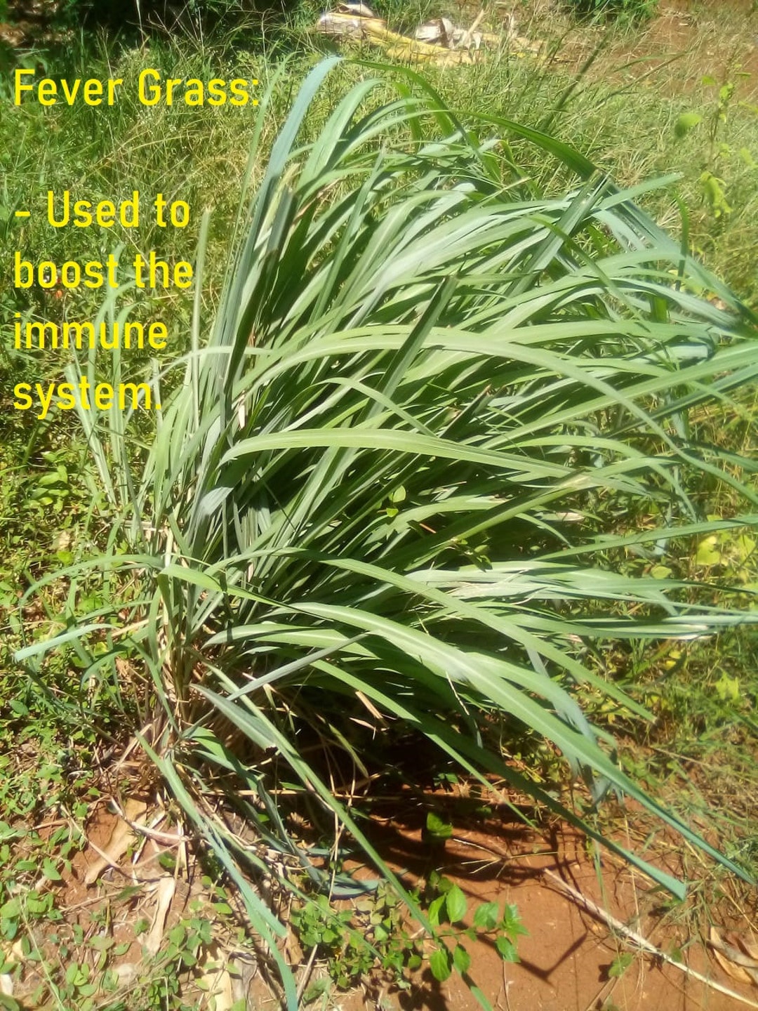 Fever/lemon Grass - Etsy