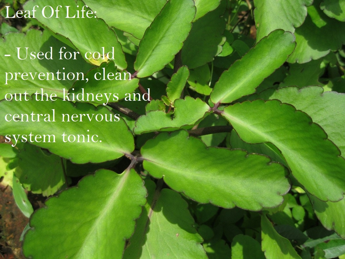 Miracle Leaf Plant Etsy UK