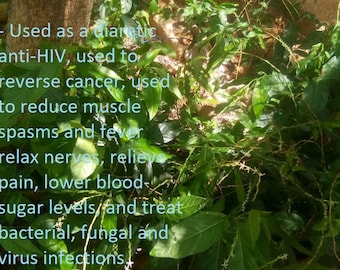 Anamu Guinea Hen Weedmucura Garlic Guinea Weed Petiveria - Etsy