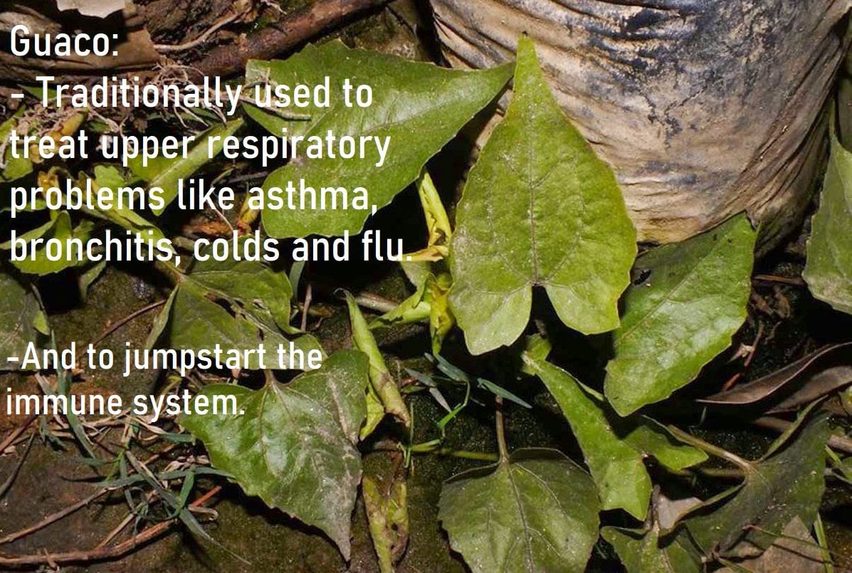 Quaco/bitter Vine/mikania Micrantha - Etsy