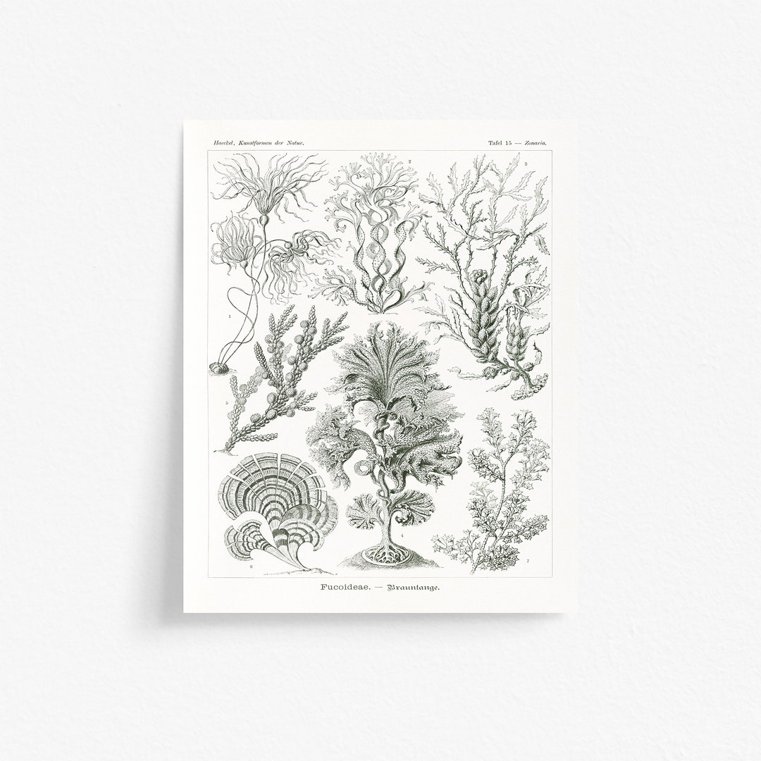 Antique Coastal Home Decor | Seaweed & Kelp Printable Beach House Art | Ernst Haeckel Fucoideae ...