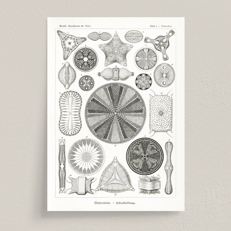 Diatom Algae Printable Illustration by Ernst Haeckel Diatomea ...
