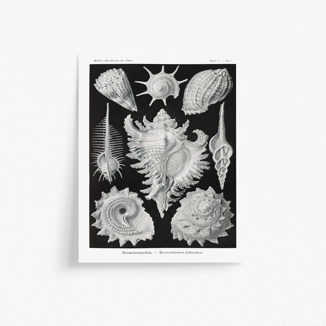 Coastal Home Antique Sea Shell Decor Printable Vintage Wall Art by ...