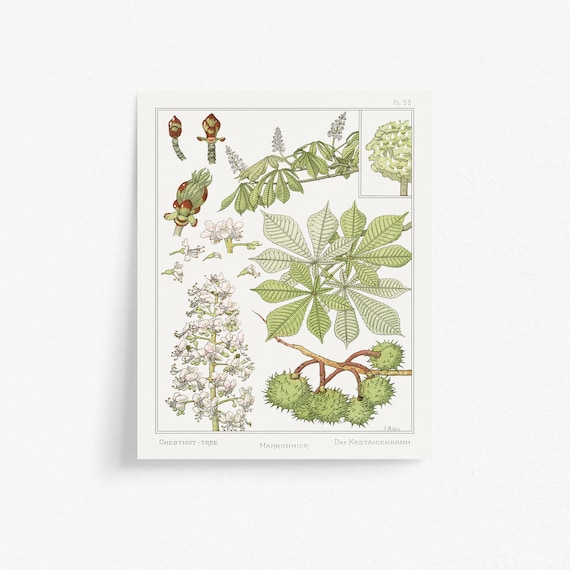 Antique Botanical Art Printable Chestnut Tree Print With - Etsy