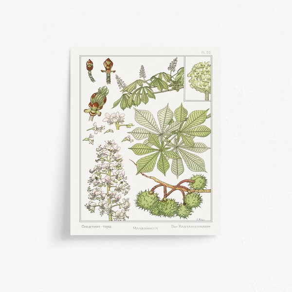Chestnut Tree - Etsy