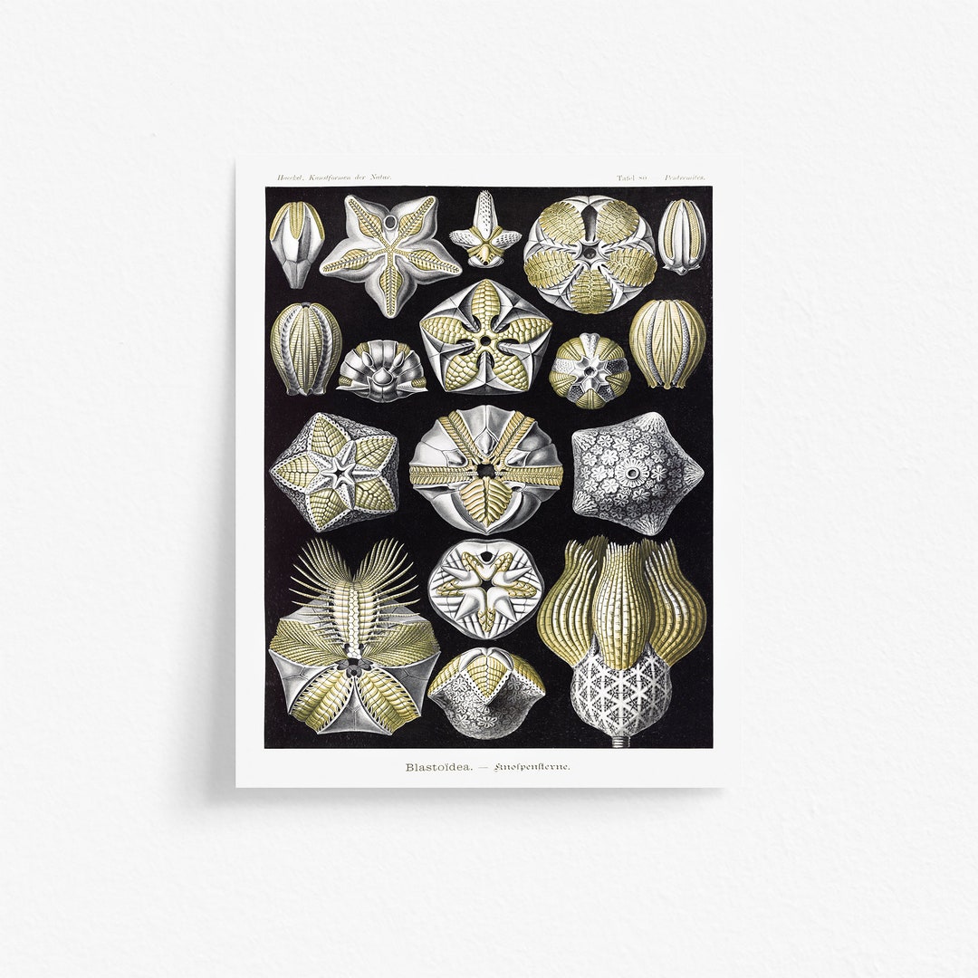 Printable Fossil Wall Art From Antique Ernst Haeckel Print | Blastöidea ...