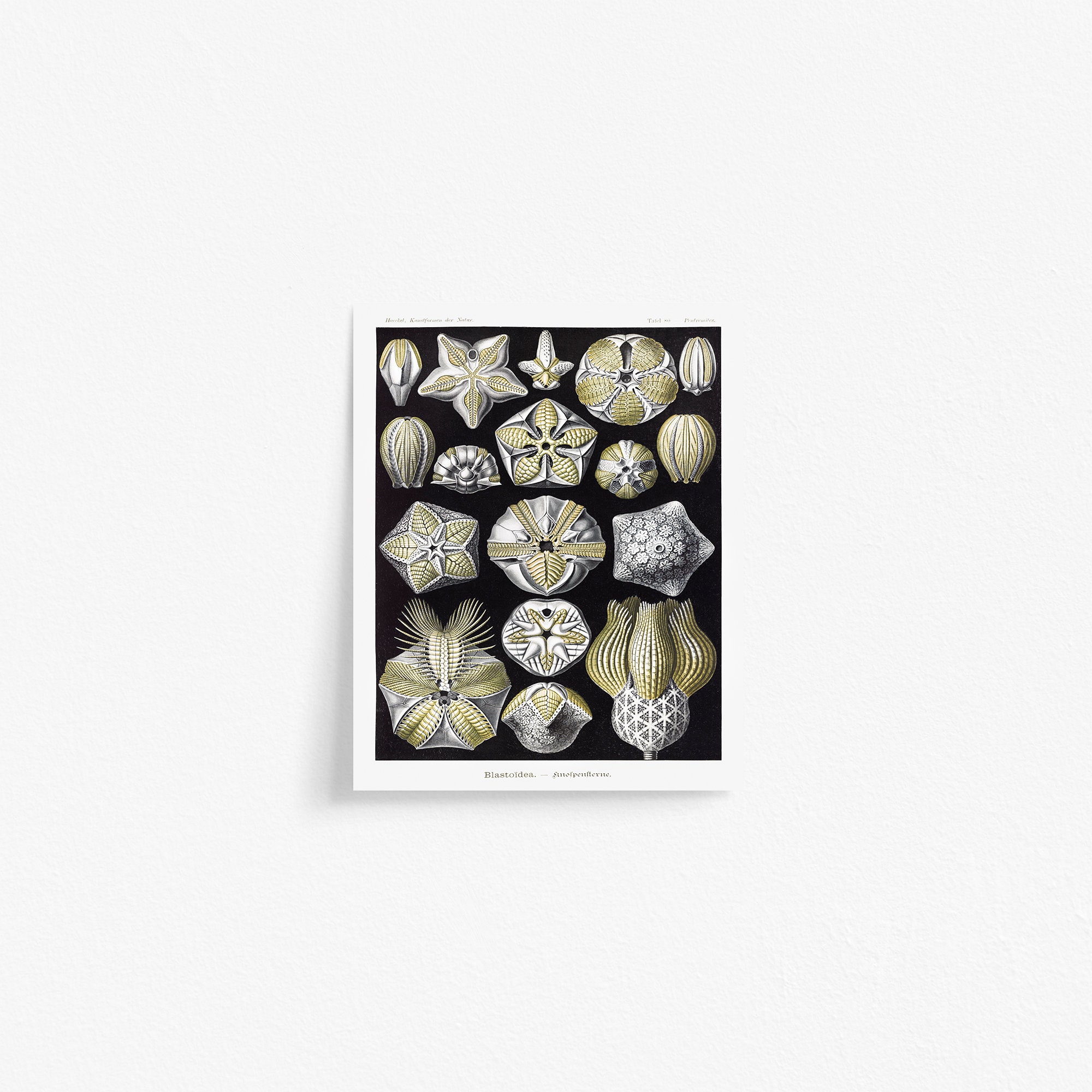 Printable Fossil Wall Art From Antique Ernst Haeckel Print - Etsy