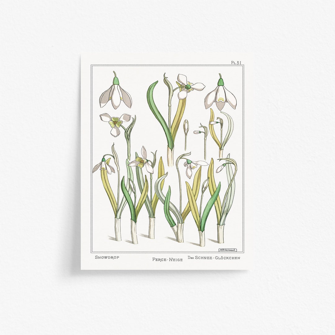 Snowdrop Printable Art | Antique Botanical Print Vintage Flower ...