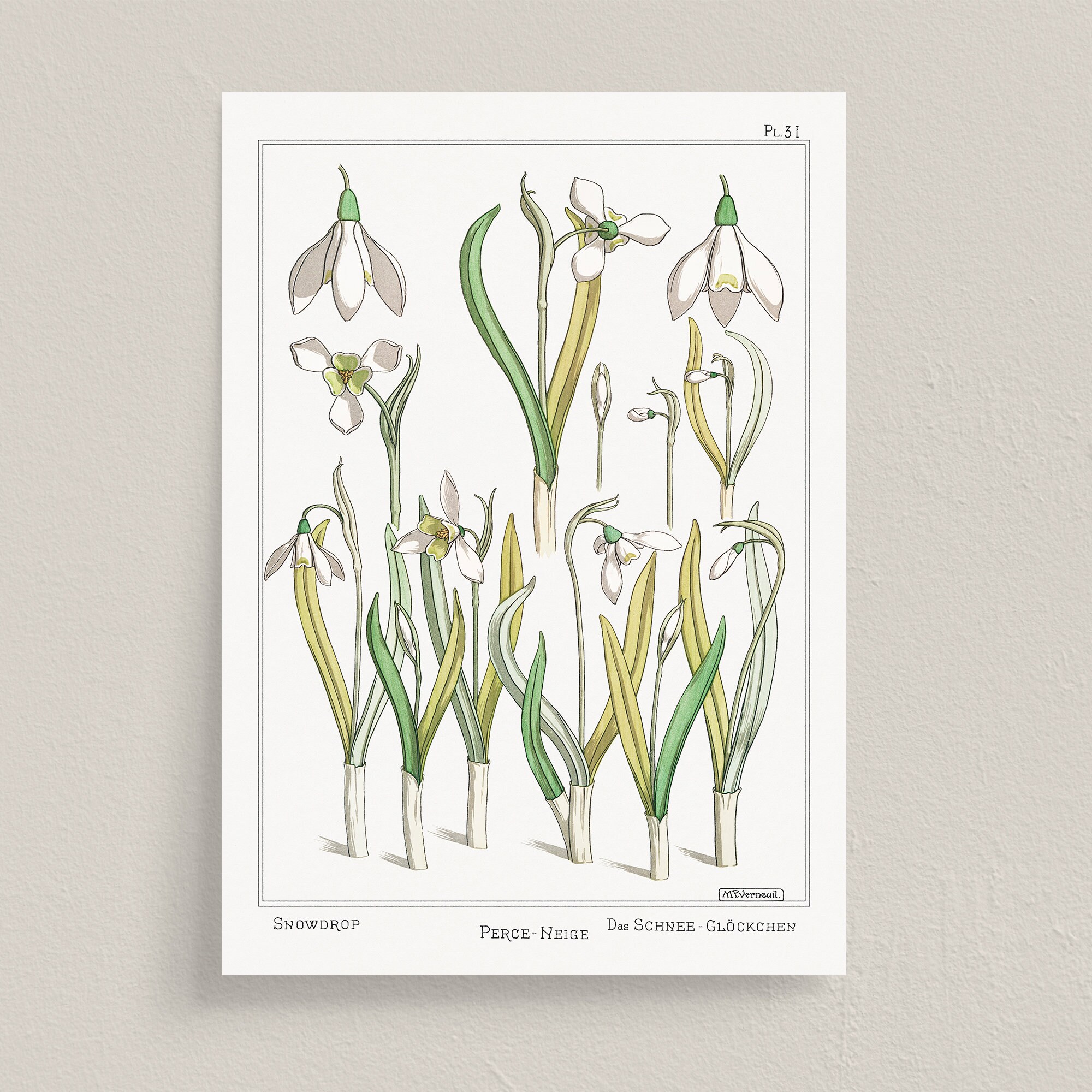 Snowdrop Printable Art | Antique Botanical Print Vintage Flower ...