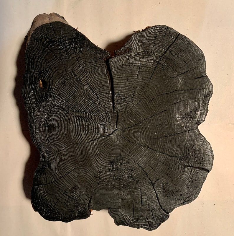 Hand Pressed Tree Ring Art Print. Cedar Tree From Drummond Island ...