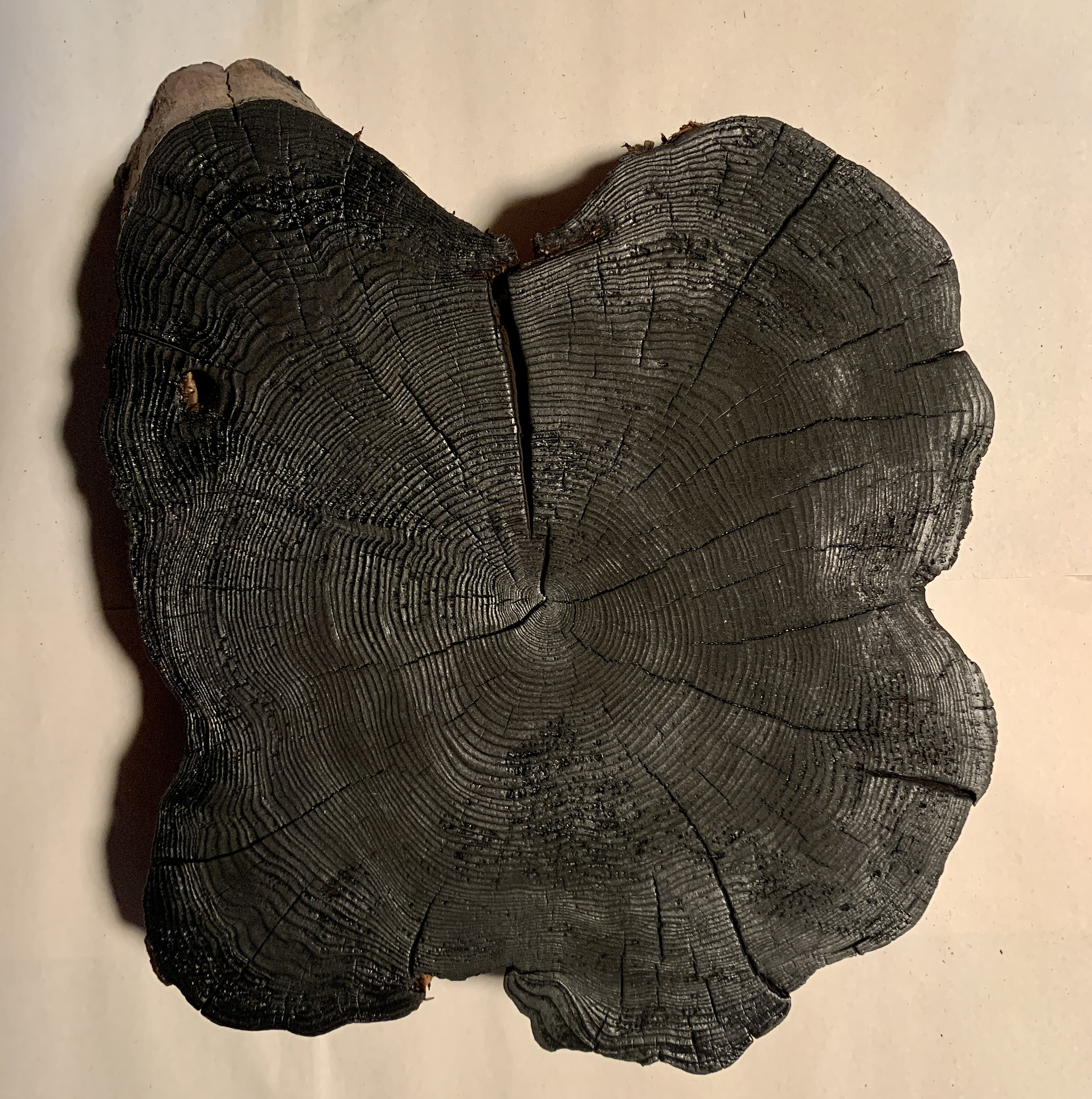 Hand Pressed Tree Ring Art Print. Cedar Tree From Drummond Island ...