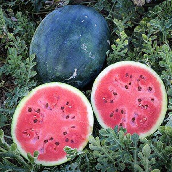 Watermelon Seeds - Etsy