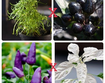 Gator Jigsaw Ultra Hot Pepper Premium Seed Packet - Etsy