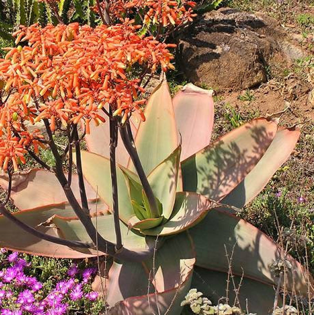 Aloe Striata / Coral Aloe Seeds - Etsy