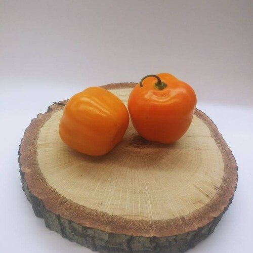 Lesya Sweet Pepper Seeds | Etsy