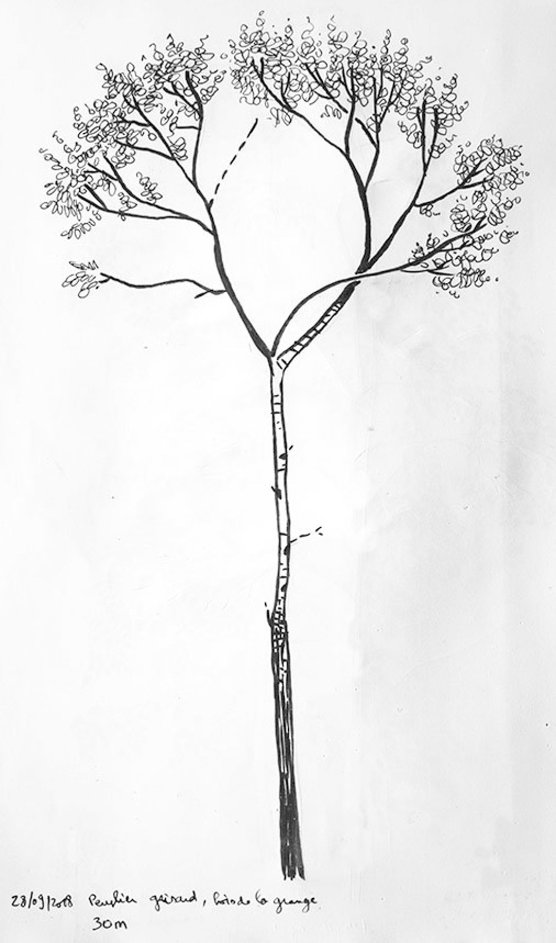Gray Poplar Tree Ink Drawing - Etsy