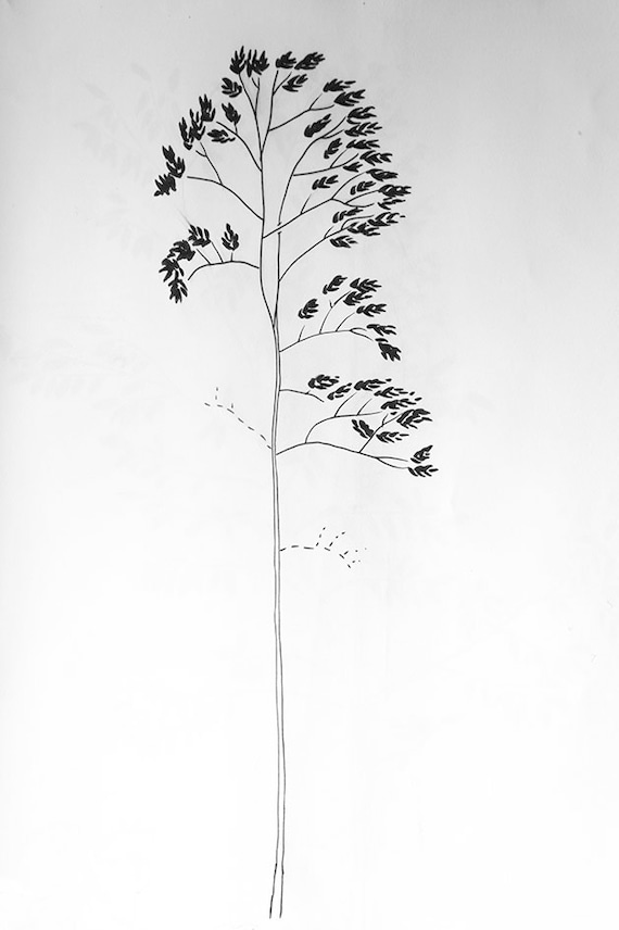 Young Ash Tree Drawing in Ink | Etsy