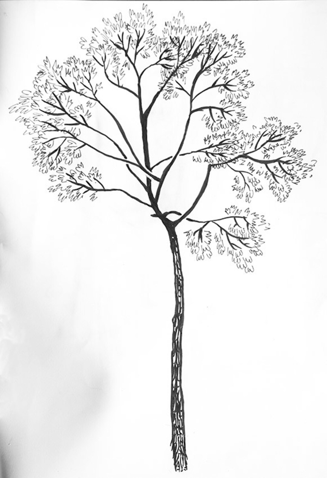 Large Sycamore Maple Tree Ink Drawing - Etsy