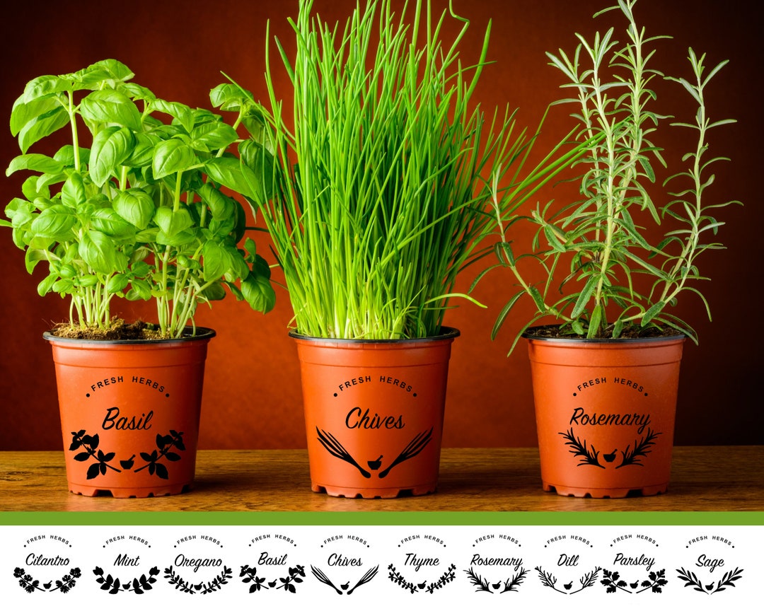 Potted Plant Labels SVG Bundle Garden Herb Markers Pantry Labels SVG ...