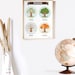 4 Seasons Trees Poster for Kids | Four Seasons Name Chart | Season List ...