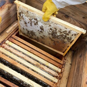 Gift Box of Natural Honey Bee Products From Nature: Raw Bee Propolis ...