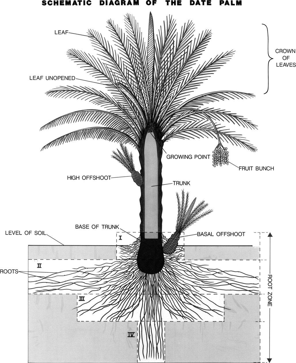 Organic Medjool Date Palm Cuttings/off-shoot/pups *produces Dates ...