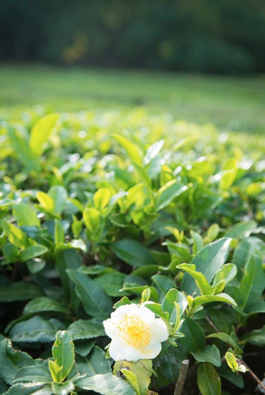 Live Tea Plant Camellia Sinensis, Grow Green Black White Tea, Edible ...