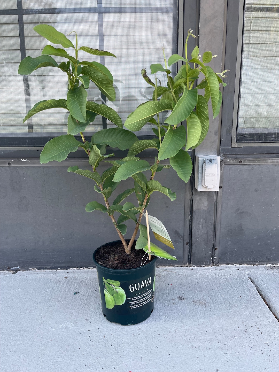Live Large Guava (1 Gallon Pot) - Etsy