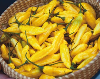 Aji Lemon Drop Limon Kellu Uchu Chile Heirloom Pepper Premium - Etsy
