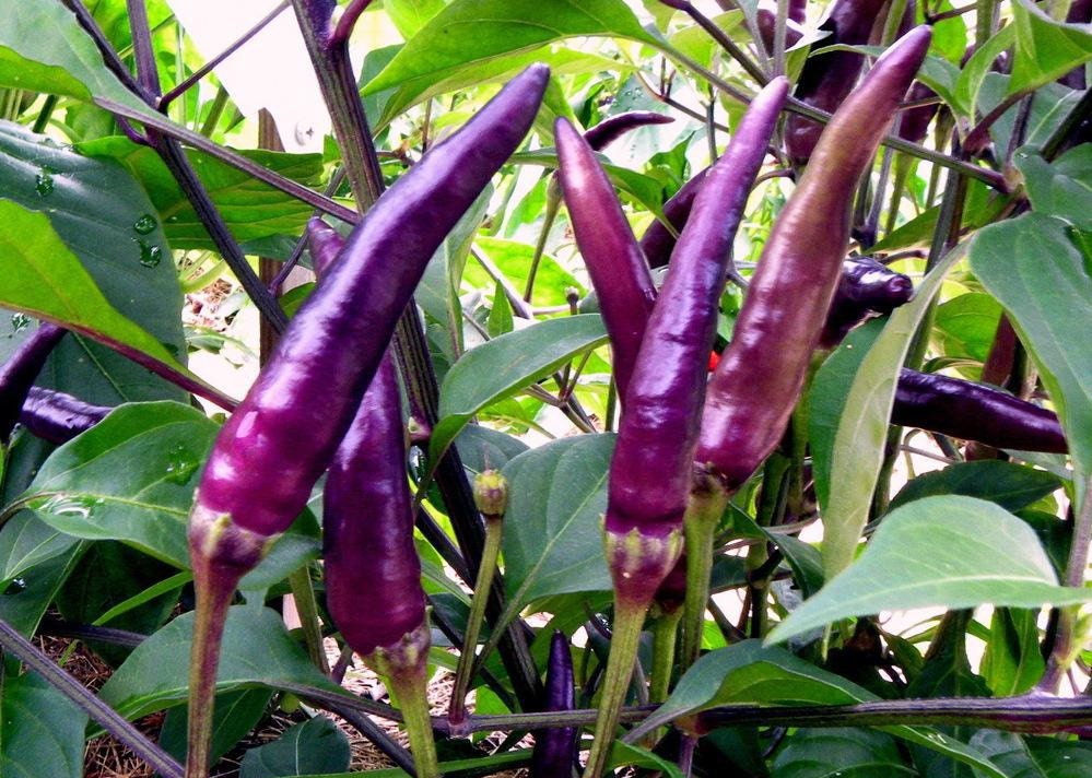 Purple Cayenne Pepper Seeds 10 Seeds | Etsy