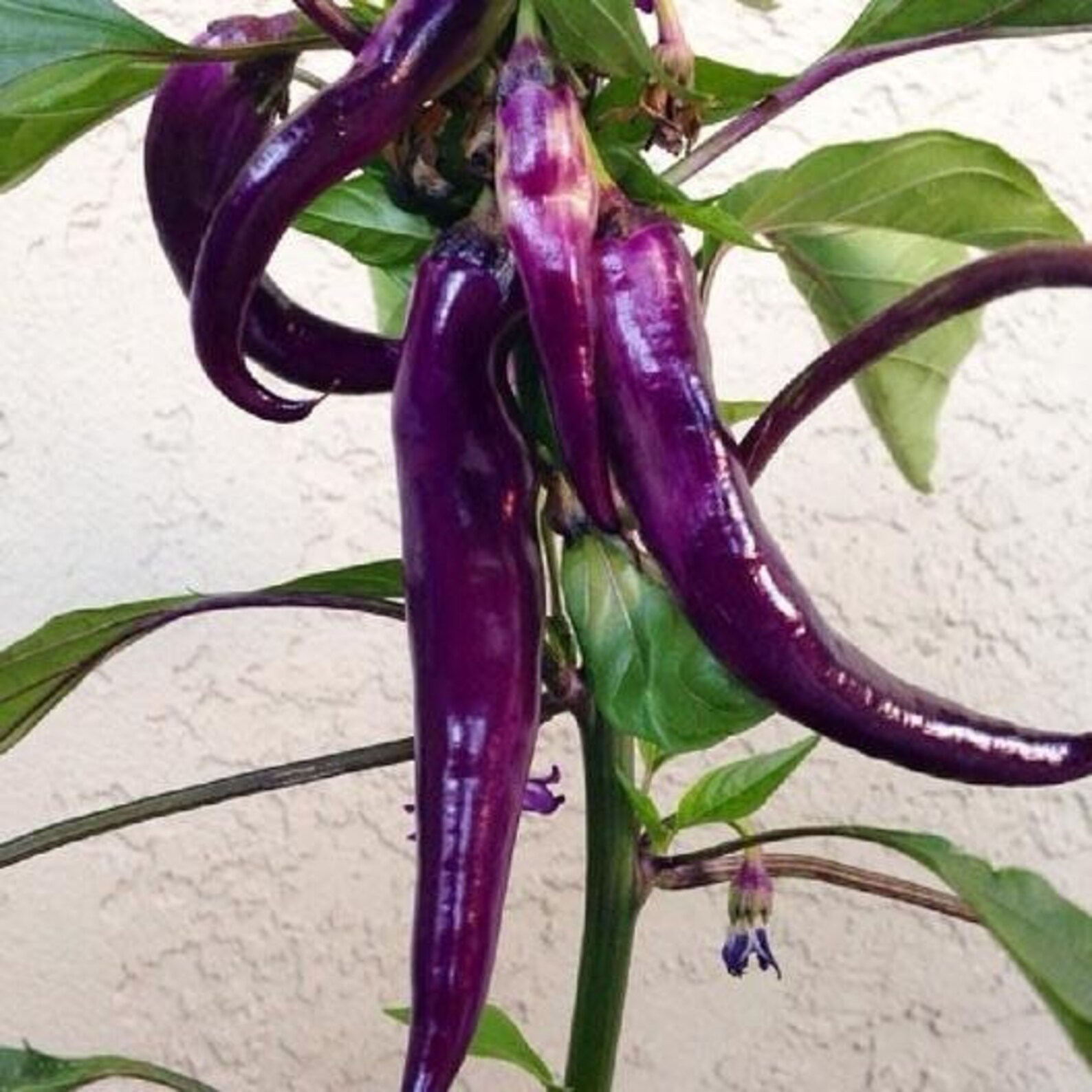 Purple Cayenne Pepper Seeds 10 Seeds | Etsy