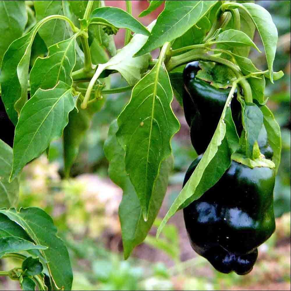 Poblano Ancho Pepper Seeds 10 | Etsy
