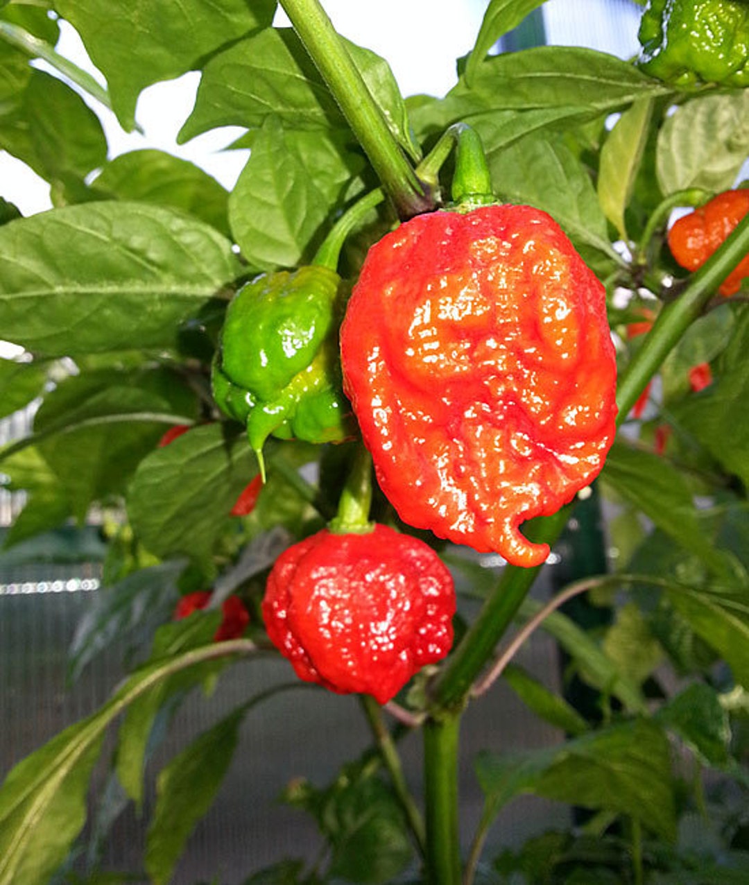 Live Red Carolina Reaper Pepper Plant - Etsy