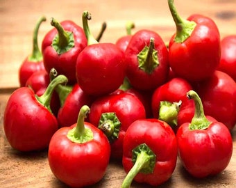 Hot Cherry Bomb Pepper Seeds 10 Seed Pack - Etsy