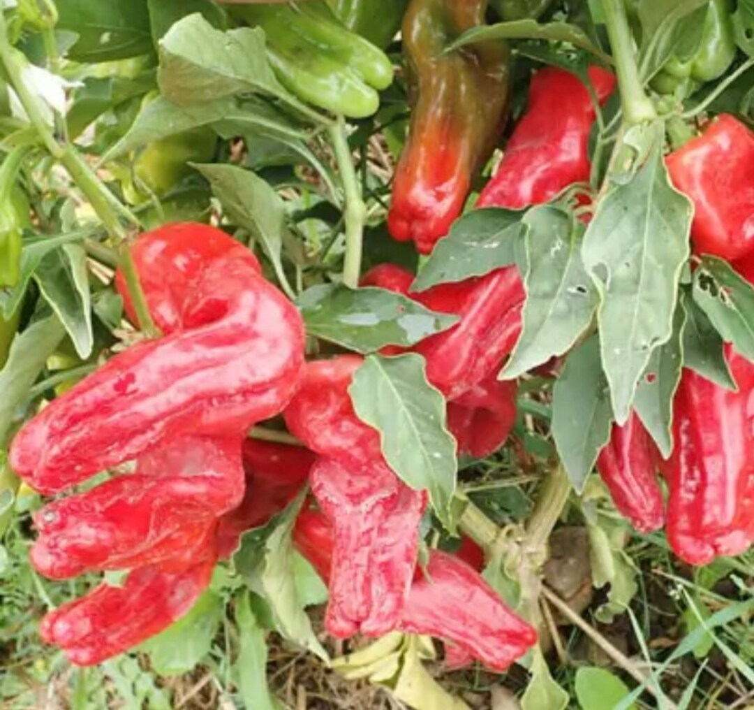 Live LARGE Aleppo Pepper Plants - Etsy